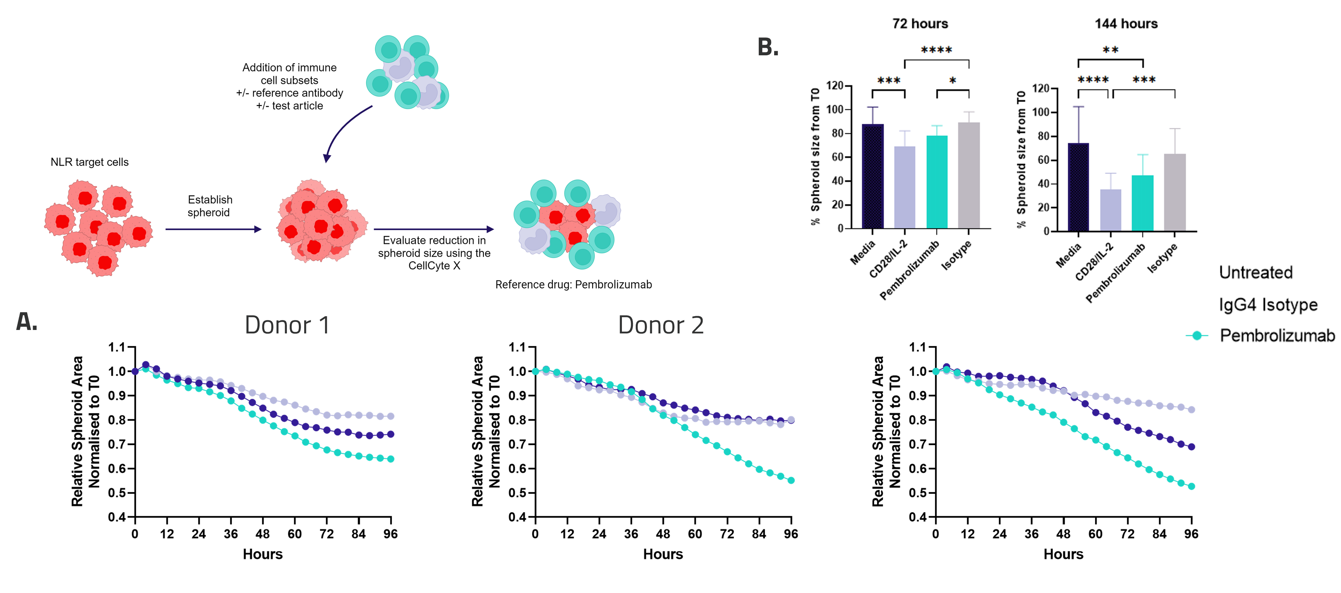 Cancer Cell-Based Assays | Nexus
