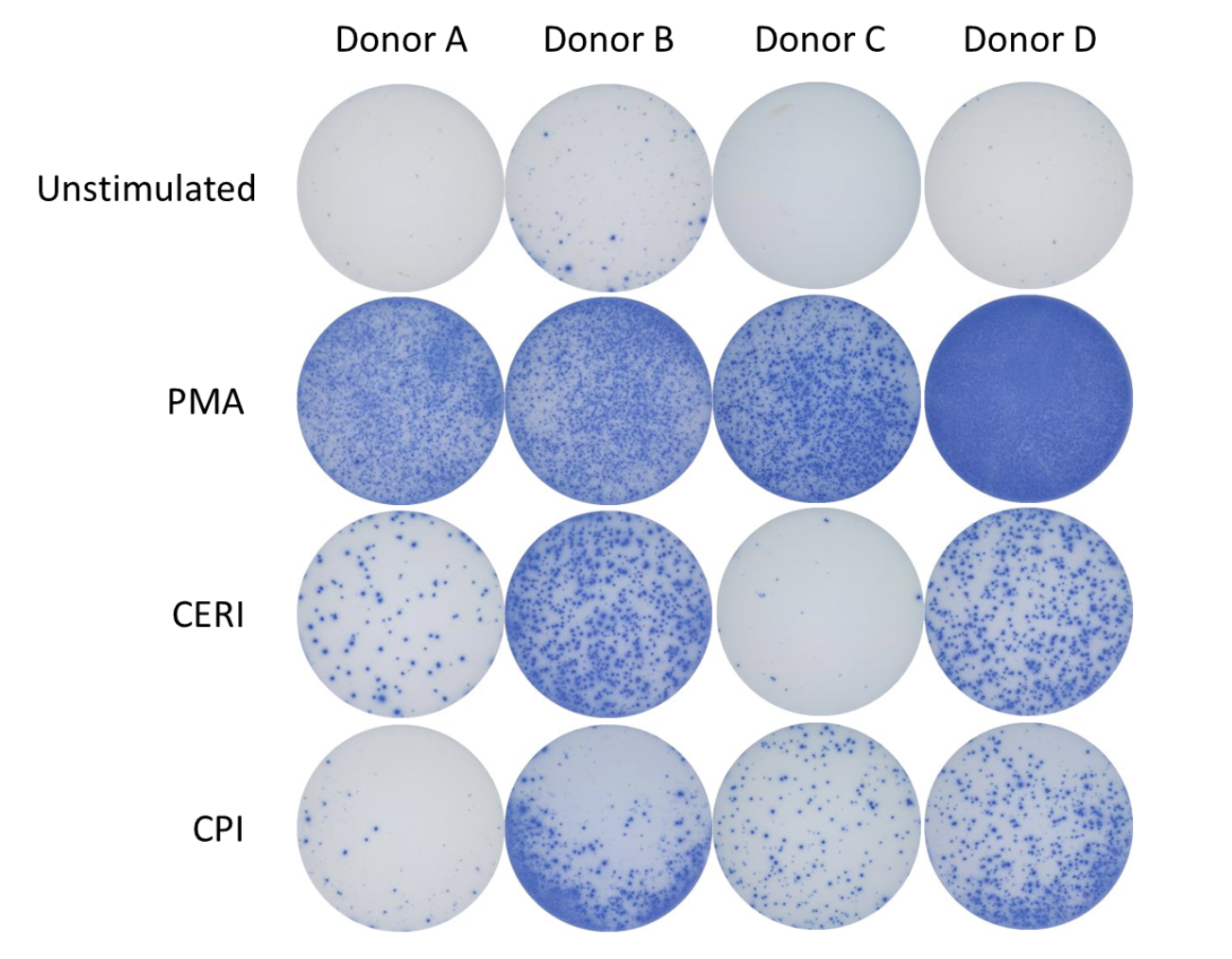 Inflammation Archives - Nexus BioQuest