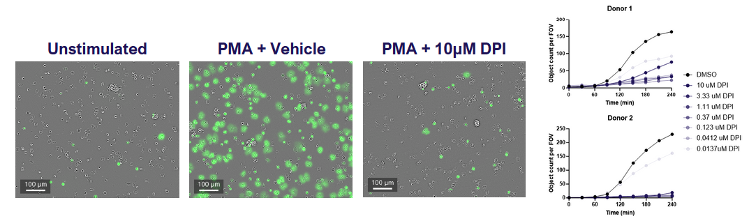 Therapeutic Targeting of Neutrophil Netosis and Phagocytosis - Nexus ...