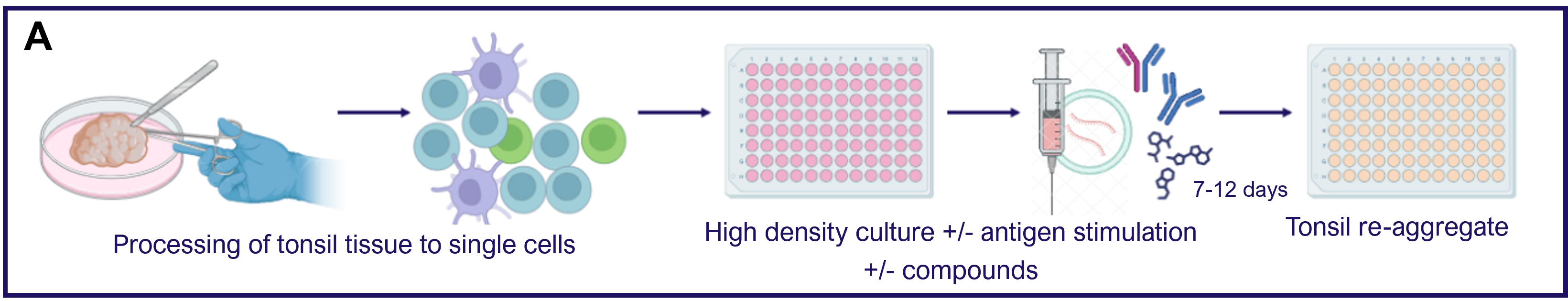 B cell - Nexus BioQuest