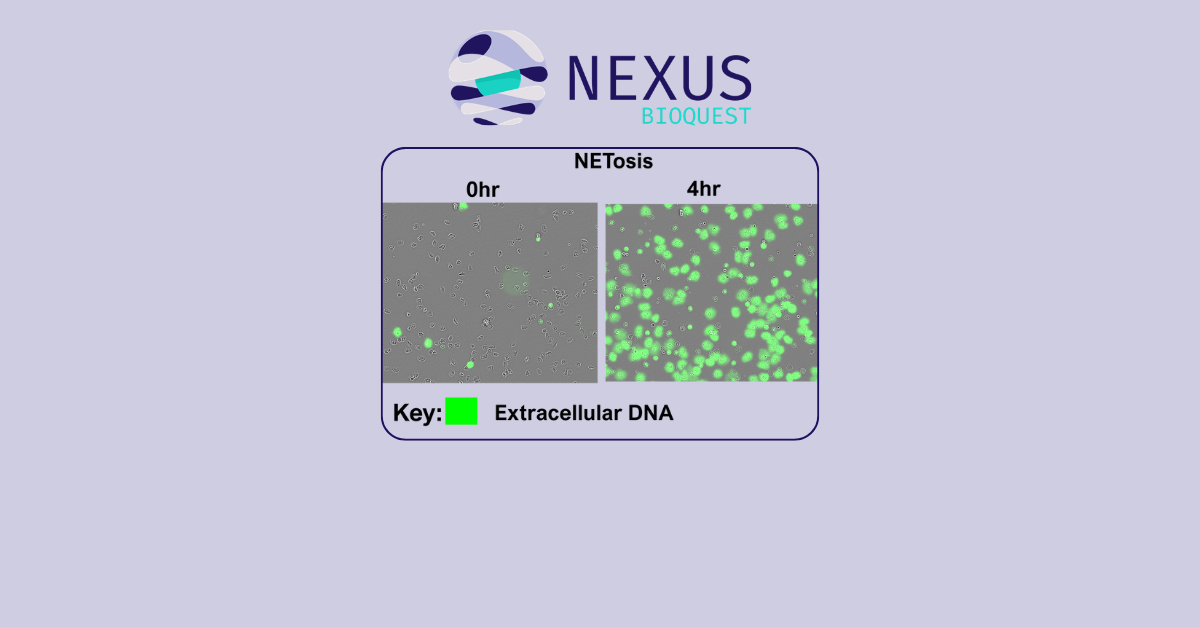 Therapeutic Targeting of Neutrophil Netosis and Phagocytosis - Nexus BioQuest